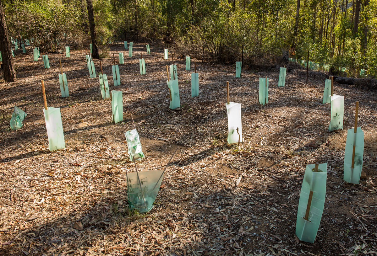 National Tree Day, 2024 - Arbor Age