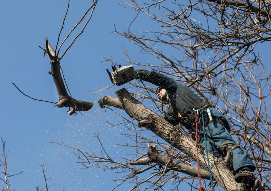Tree work safety checklist - Arbor Age
