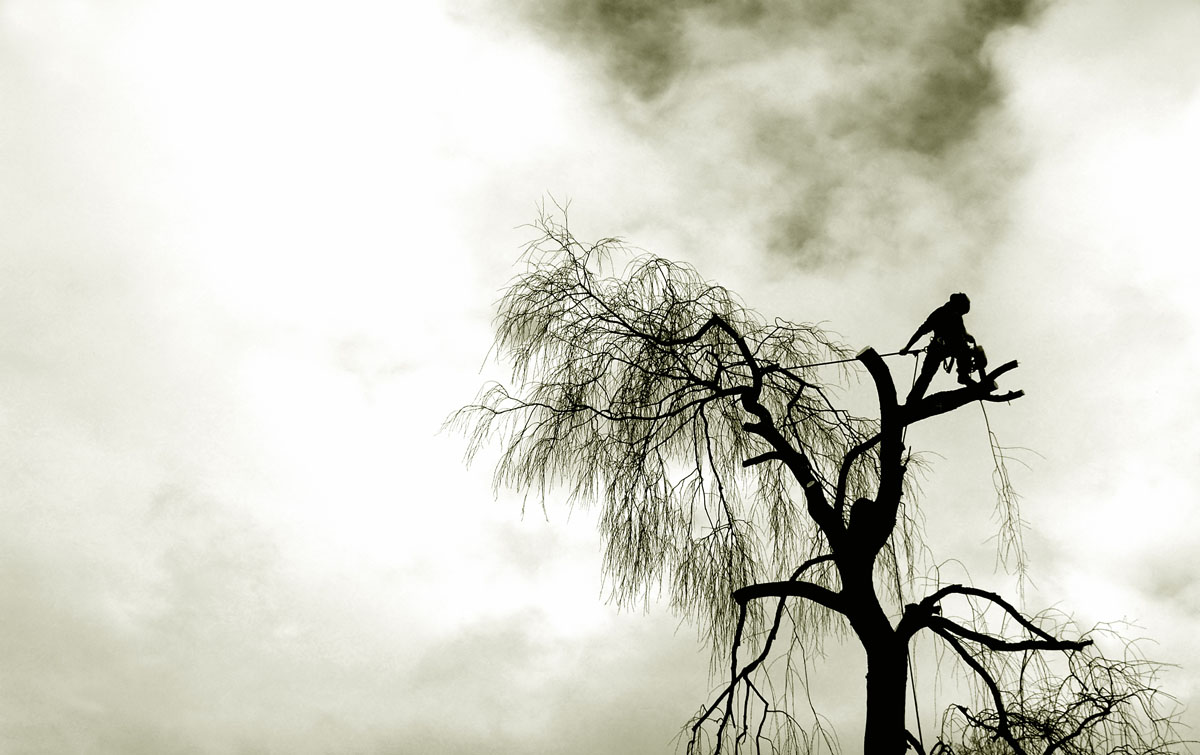 Tree work safety checklist - Arbor Age