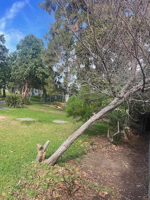 Trees with big leans - Arbor Age