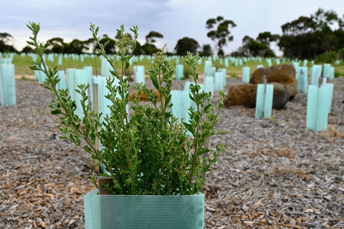 More trees for a cooler, greener west - Arbor Age