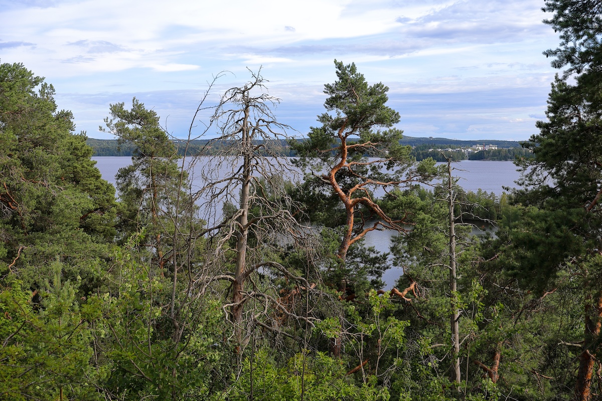 Increased risk of tree mortality - Arbor Age