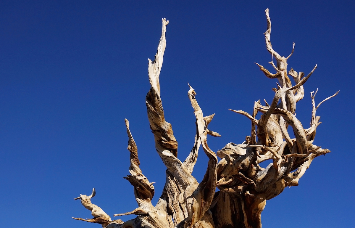 What Is The Methuselah Tree