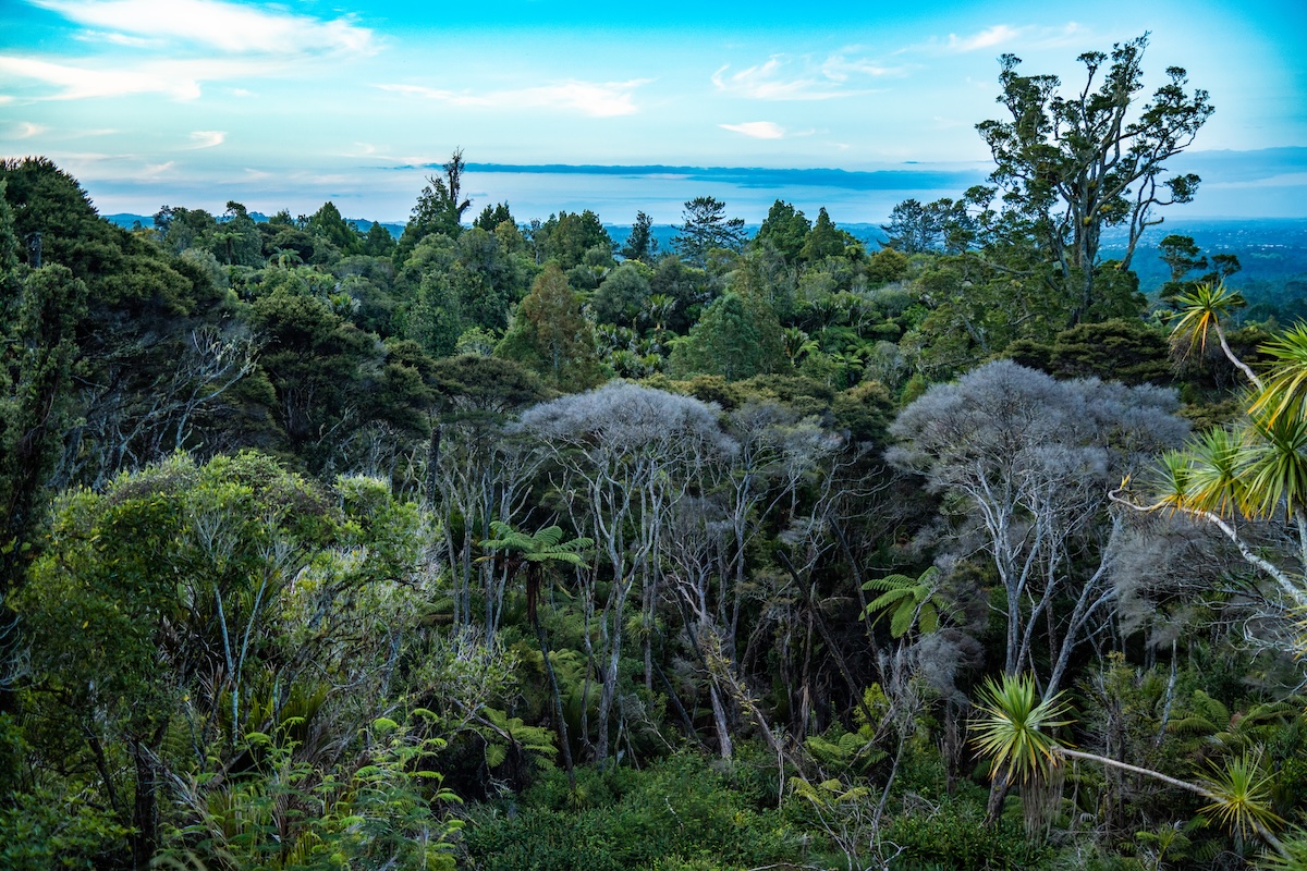 One million native trees planted by the end of 2027 - Arbor Age