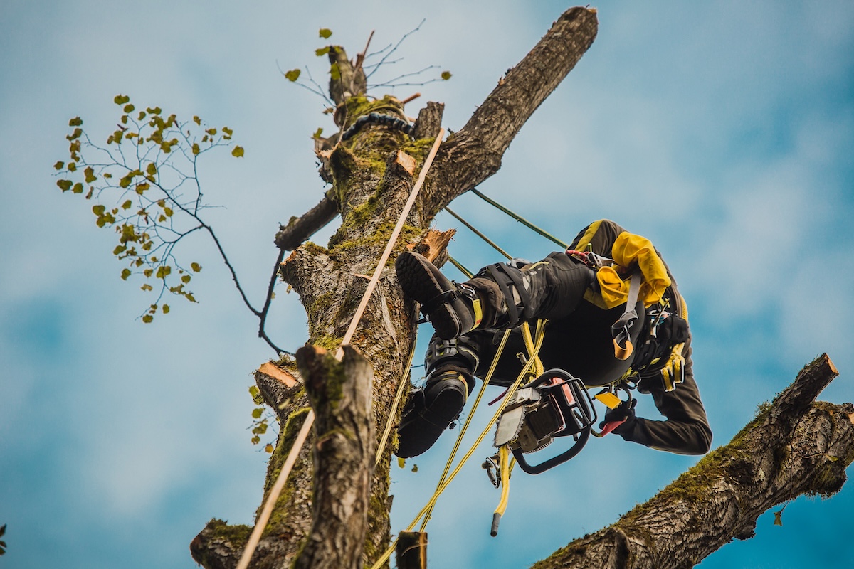 WHS compliance in Western Australia - Arbor Age