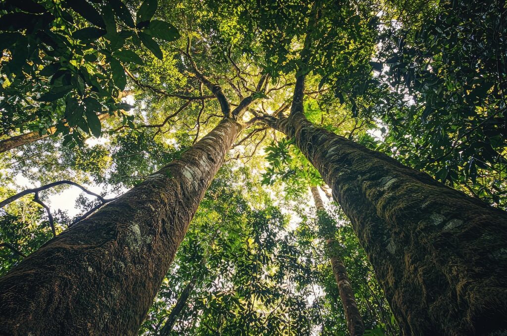 Amazon giants increasing in size - Arbor Age
