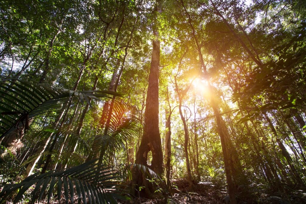 Tropical Tree Day - Arbor Age