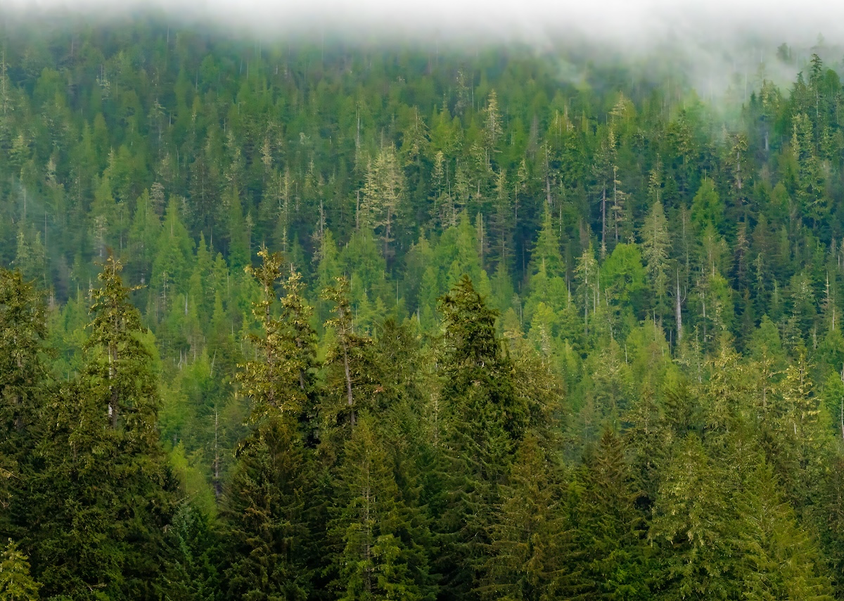 Countries with 2025's largest forests - Arbor Age