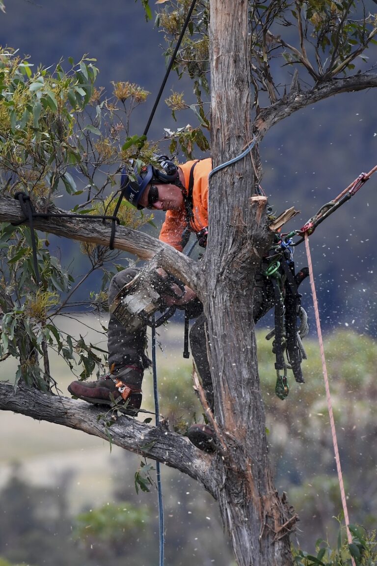 Tree work isn’t a DIY job: ArbWest - Arbor Age
