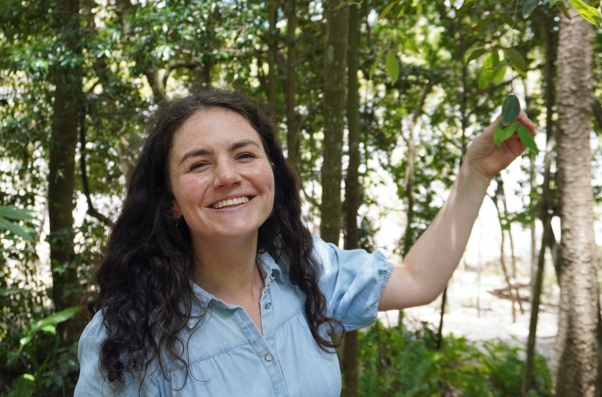 Land clearing linked to myrtle rust in native forests - Arbor Age